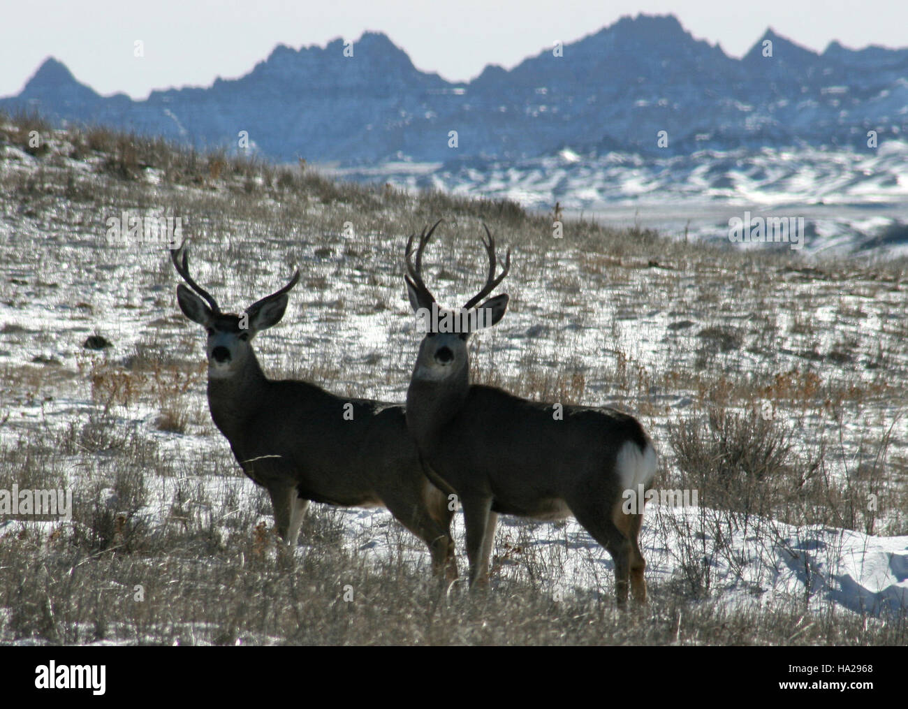 This image shows a mule deer in Badlands National Park, highlighting ...