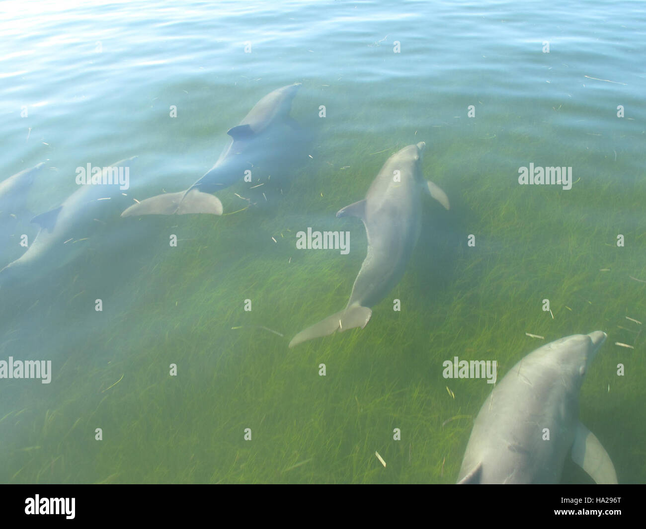 Two dolphins seen in hi-res stock photography and images - Alamy