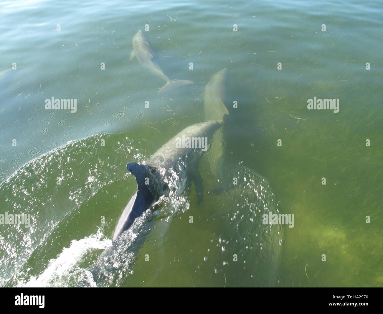 evergladesnps 9250010136 Dolphins (1), NPSPhoto Stock Photo - Alamy