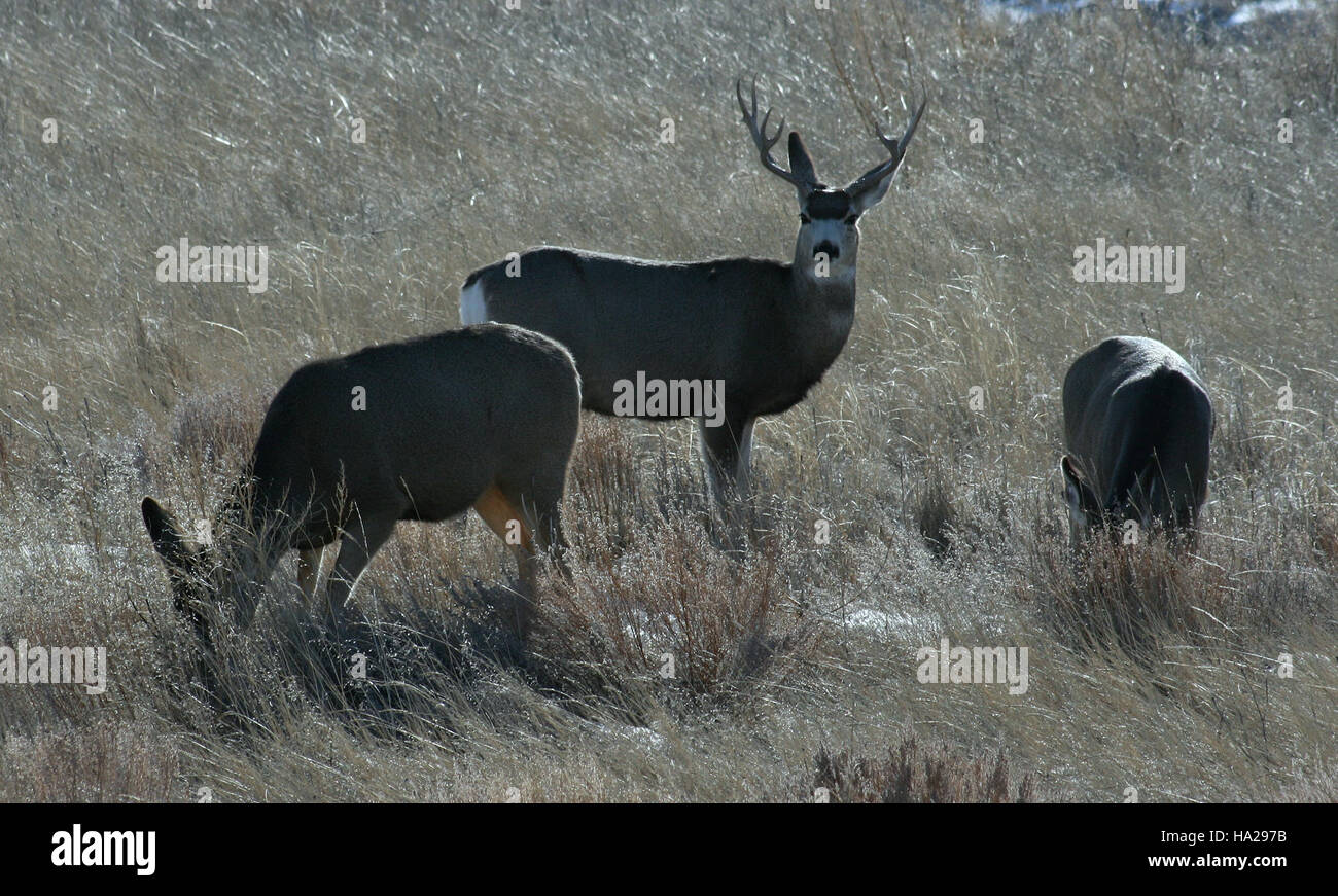 A mule deer photographed in Badlands National Park. The park is known ...