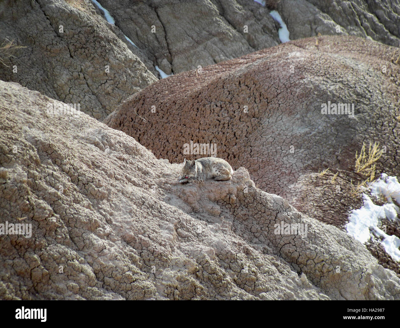 A bobcat was spotted in Badlands National Park, highlighting the park's ...