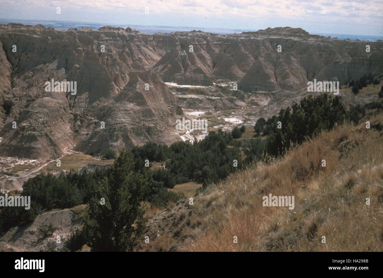 A rare wooded draw in Badlands National Park offers a unique contrast ...