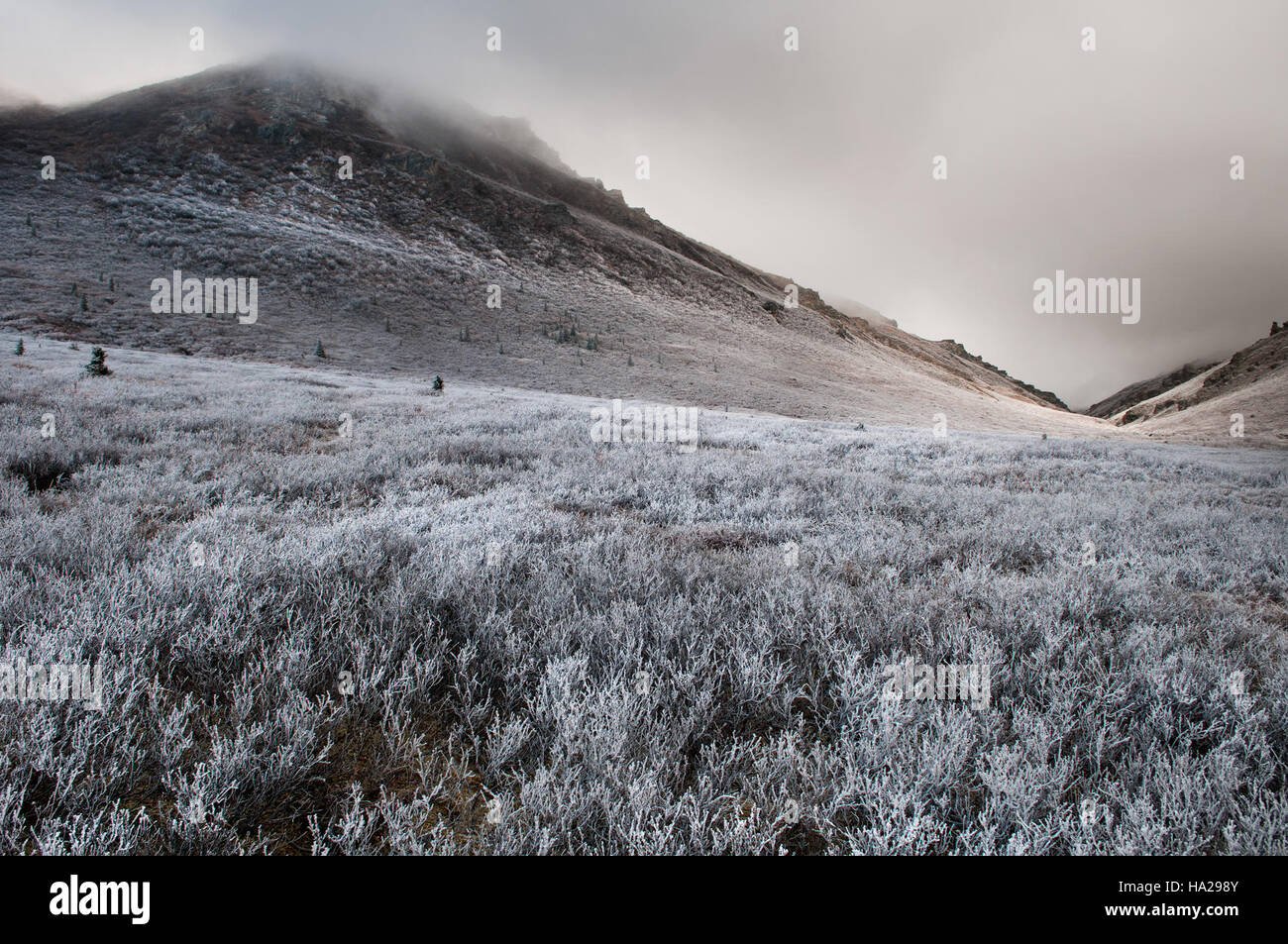 Savage Canyon in Denali National Park is seen during its first frost, a ...
