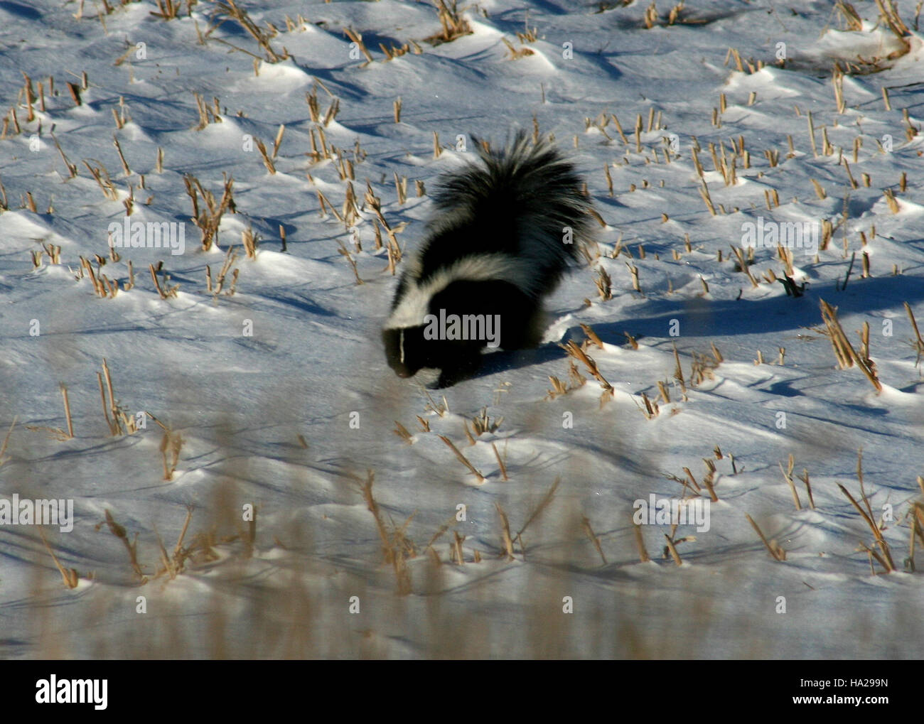 A skunk sighting in Badlands National Park highlights the park's ...