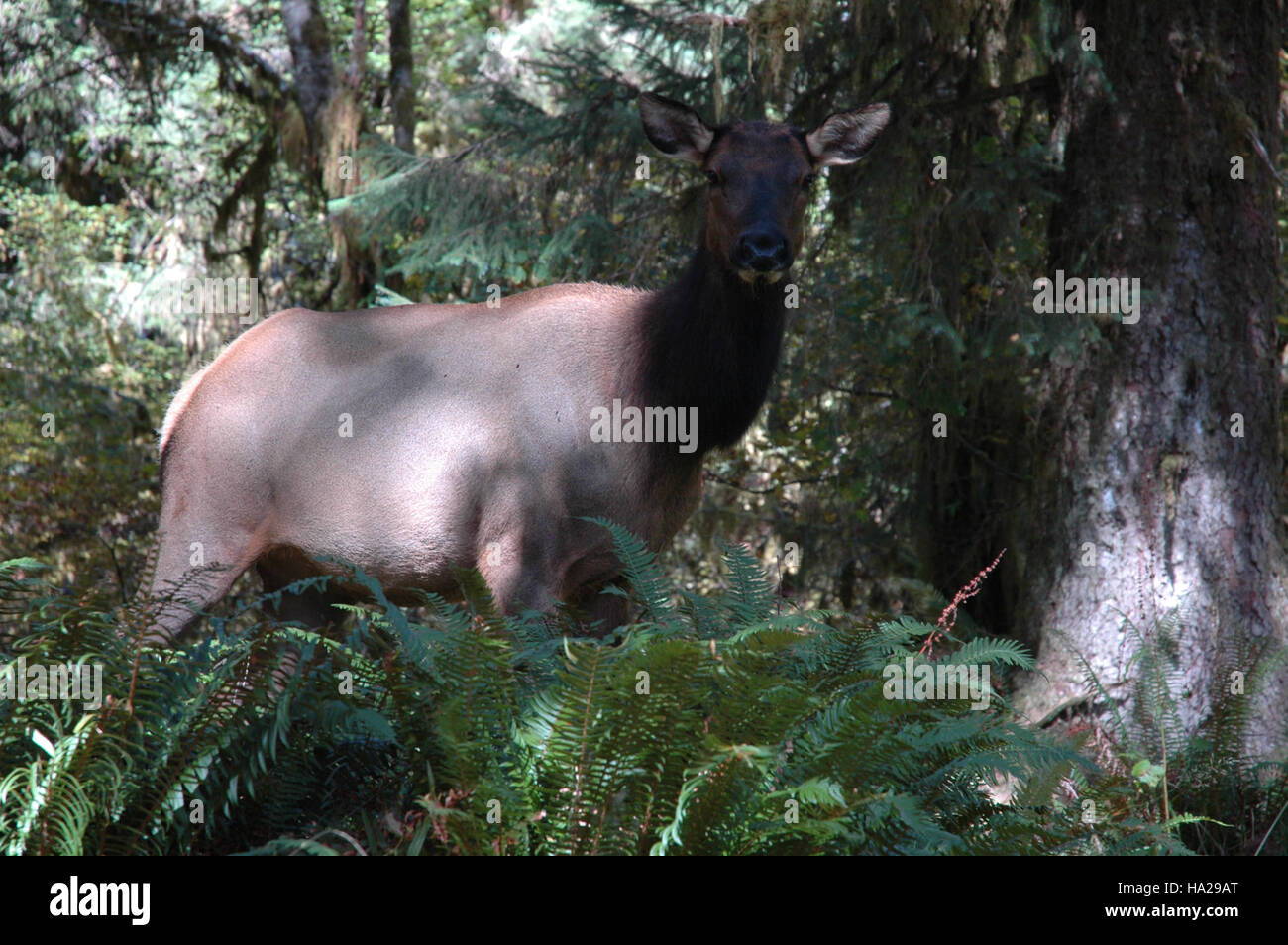 olympicnps 24568896041 Animals Mammals Elk Hoh Preston Various Dates ...