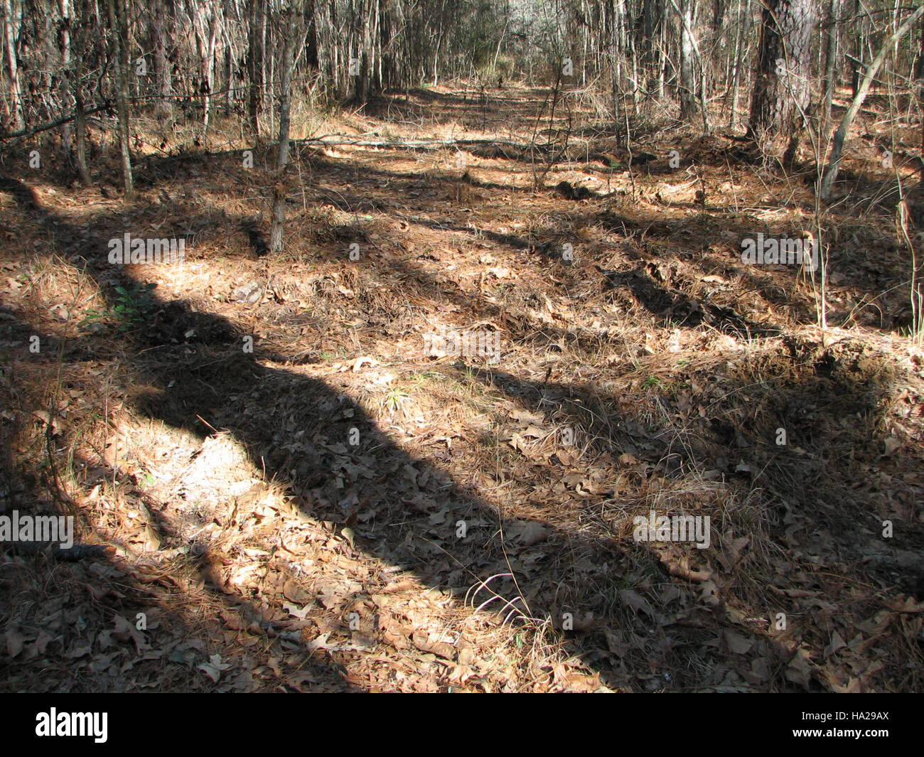 A scenic view of Congaree National Park, showcasing its diverse ...