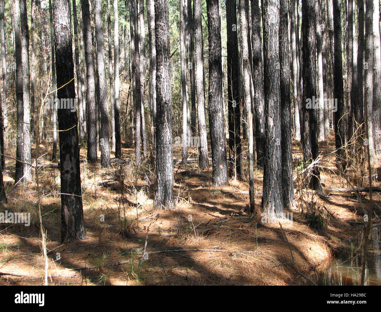Congaree National Park is a protected area known for its rich ...