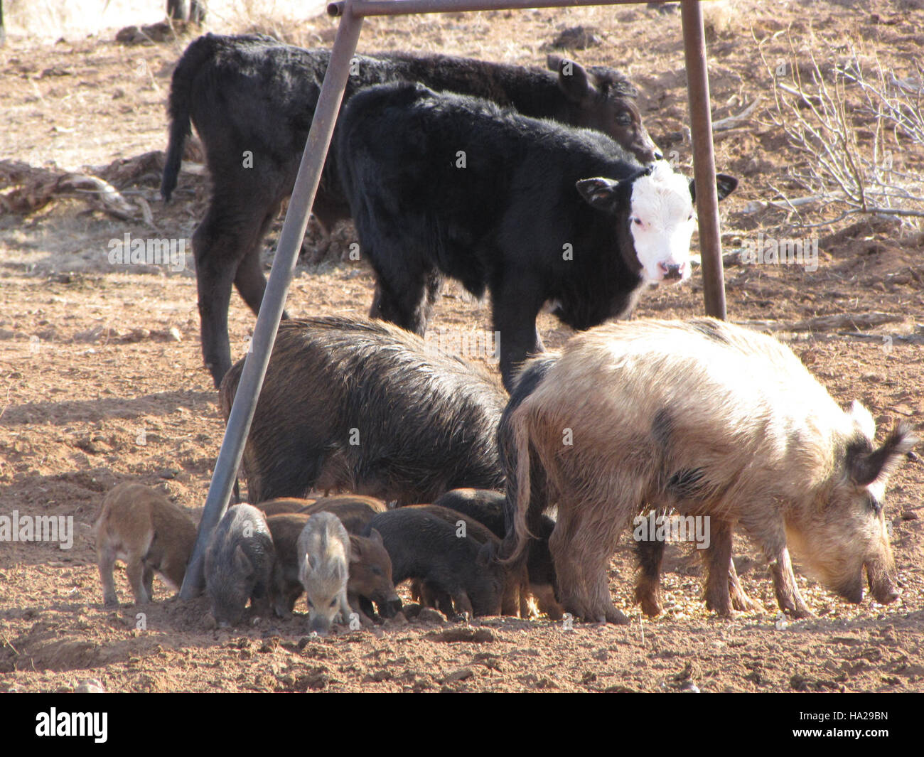 Aphis species hi-res stock photography and images - Alamy