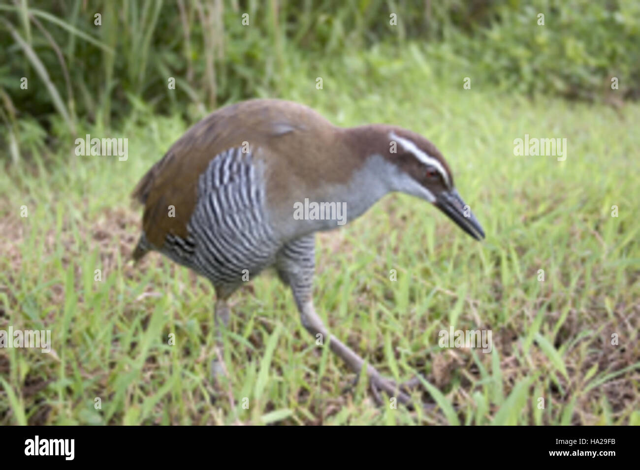 usdagov 9601697366 Endangered Guam Rail Guam DoA Stock Photo - Alamy