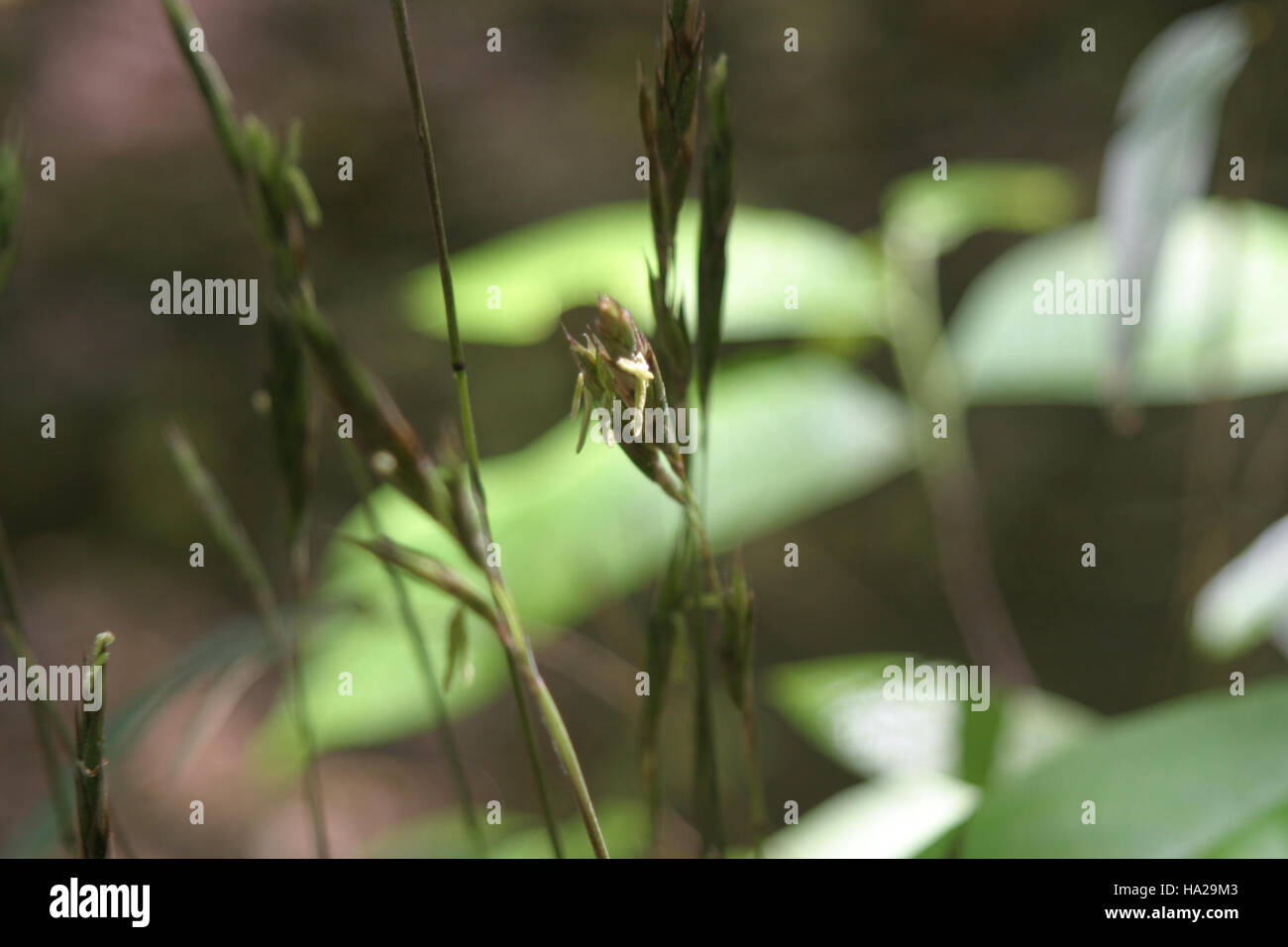 Switch Cane High Resolution Stock Photography and Images - Alamy