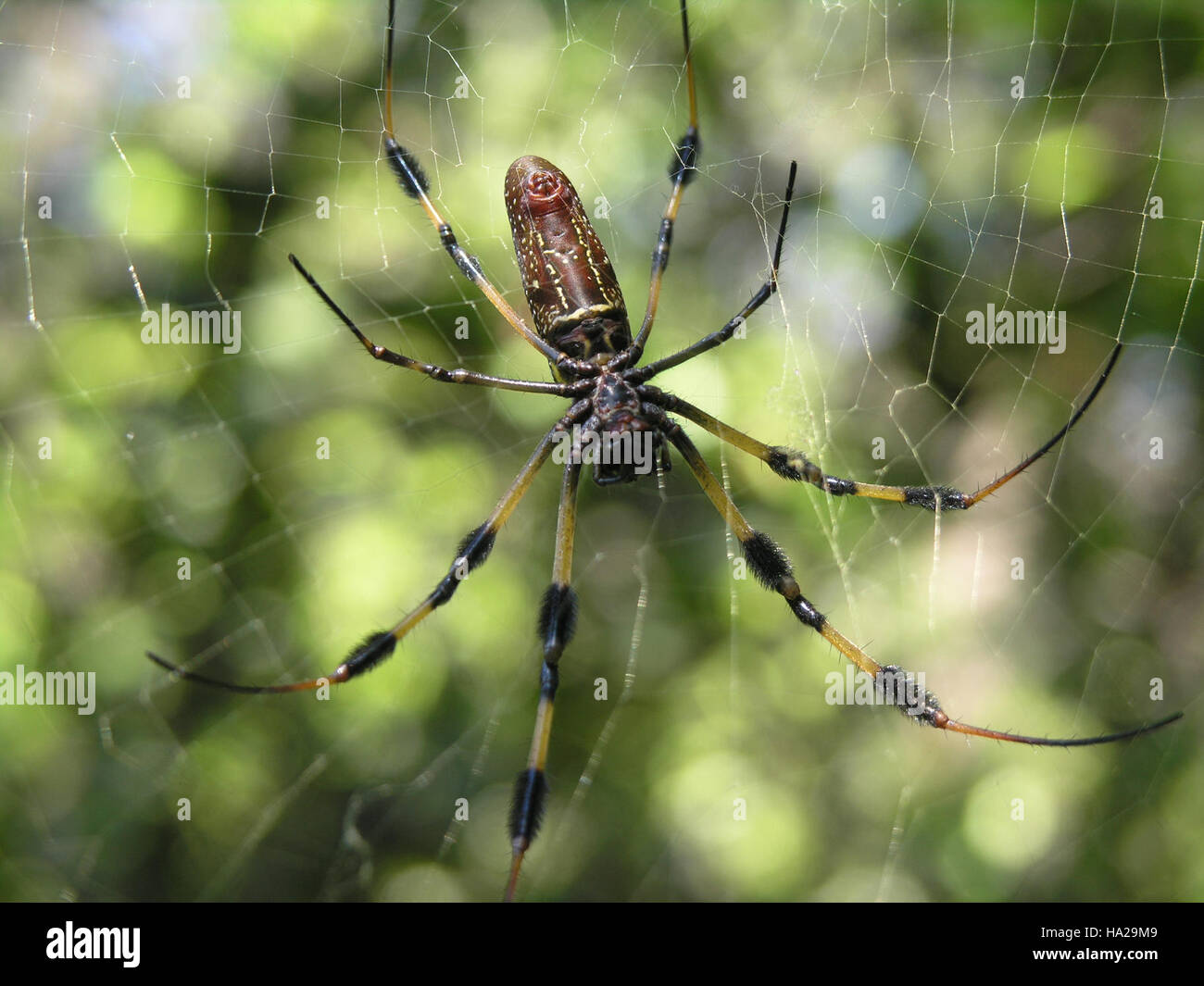The Everglades National Park is home to various species, including the ...