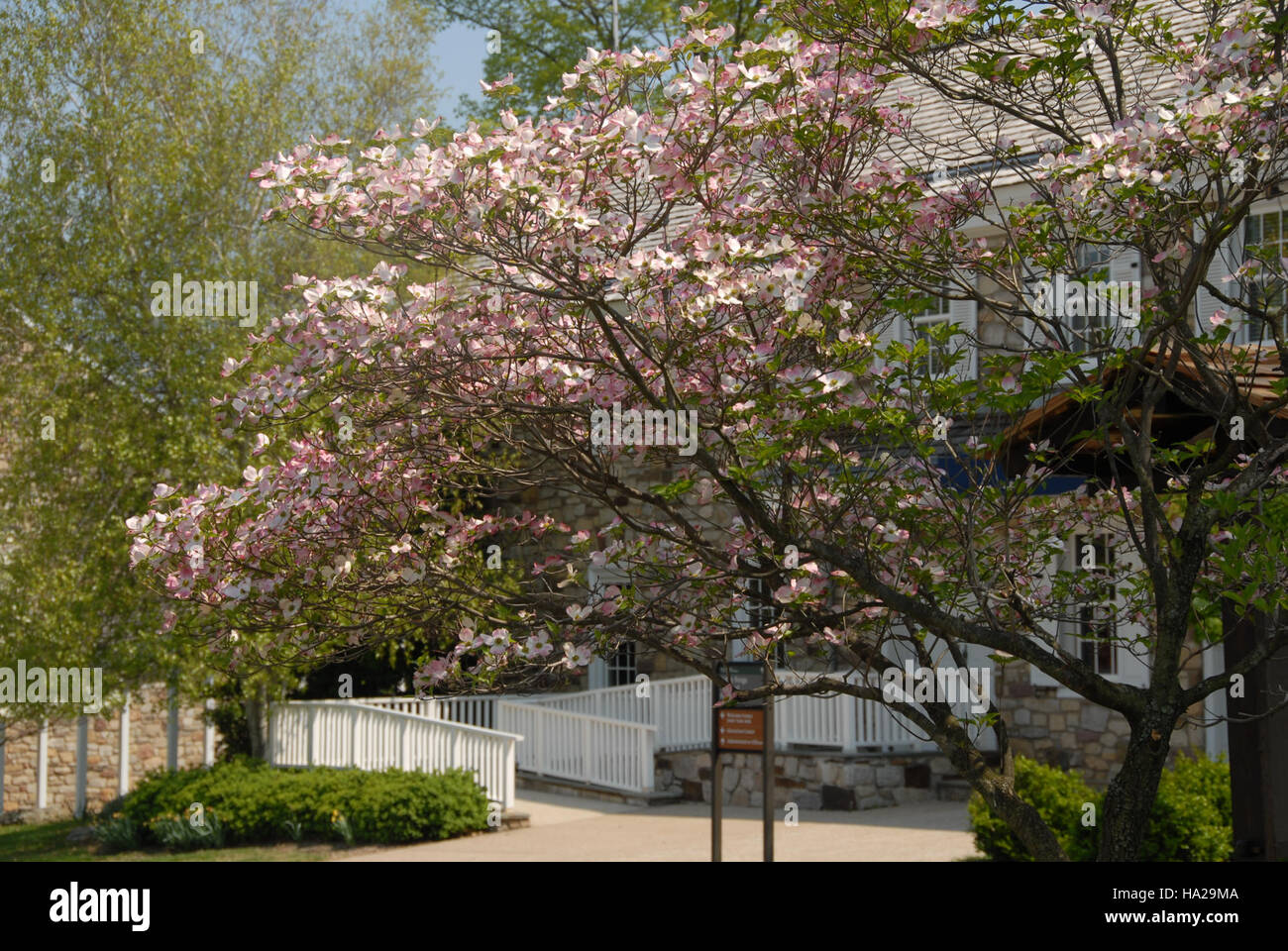 valleyforgenationalpark 5616859383 Dogwood tree in front of ...
