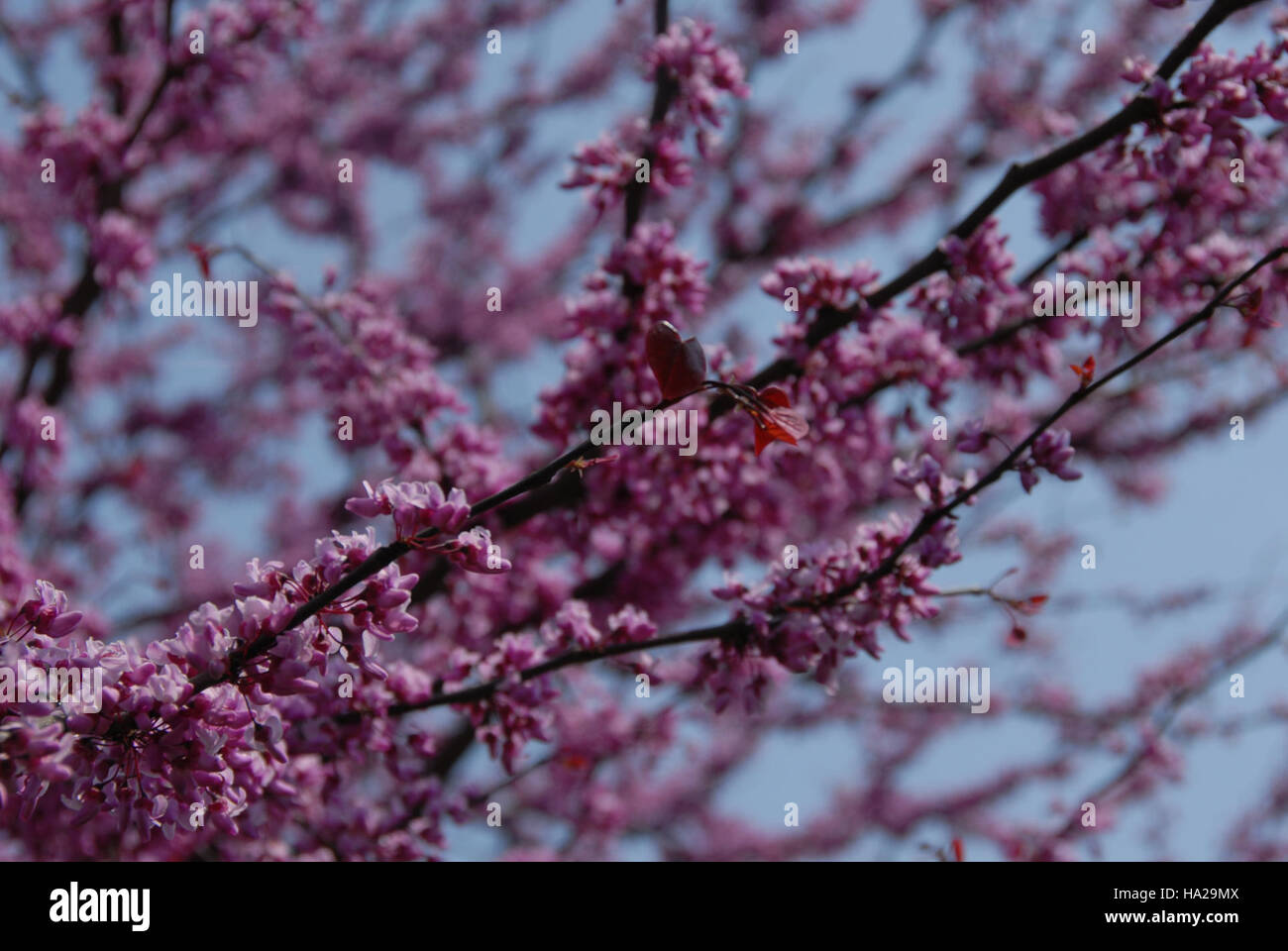 Vibrant blue flowers set hi-res stock photography and images - Alamy