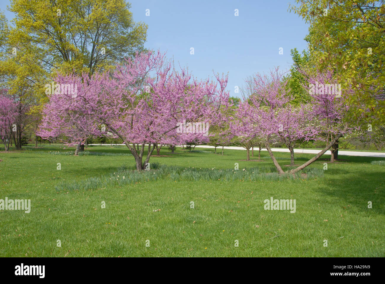 Redbud trees in Valley Forge National Park bloom in early spring ...