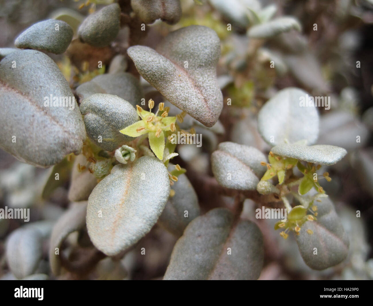 Zion National Park features the Roundleaf Buffaloberry, a plant species ...