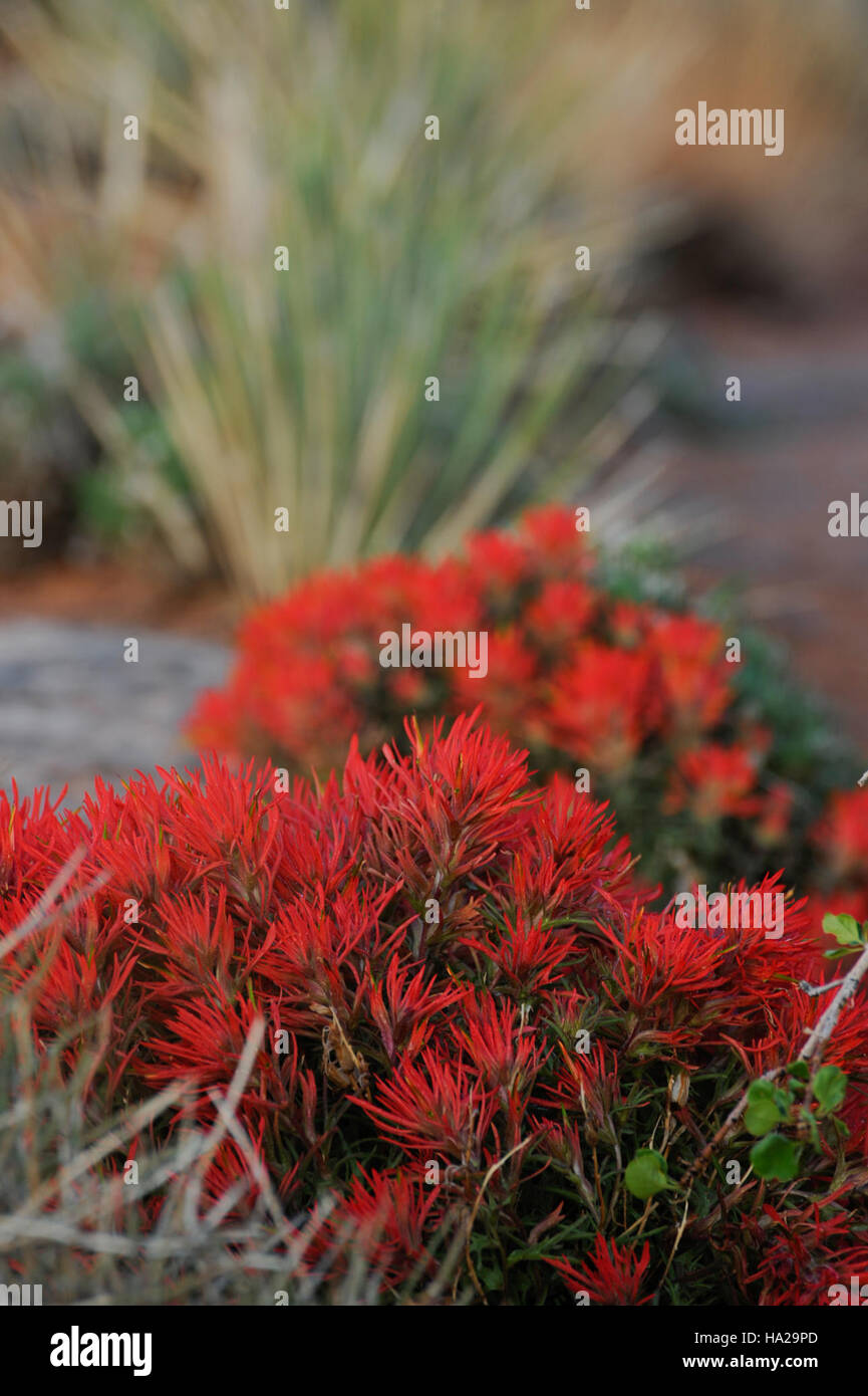 Common paintbrush hi-res stock photography and images - Alamy