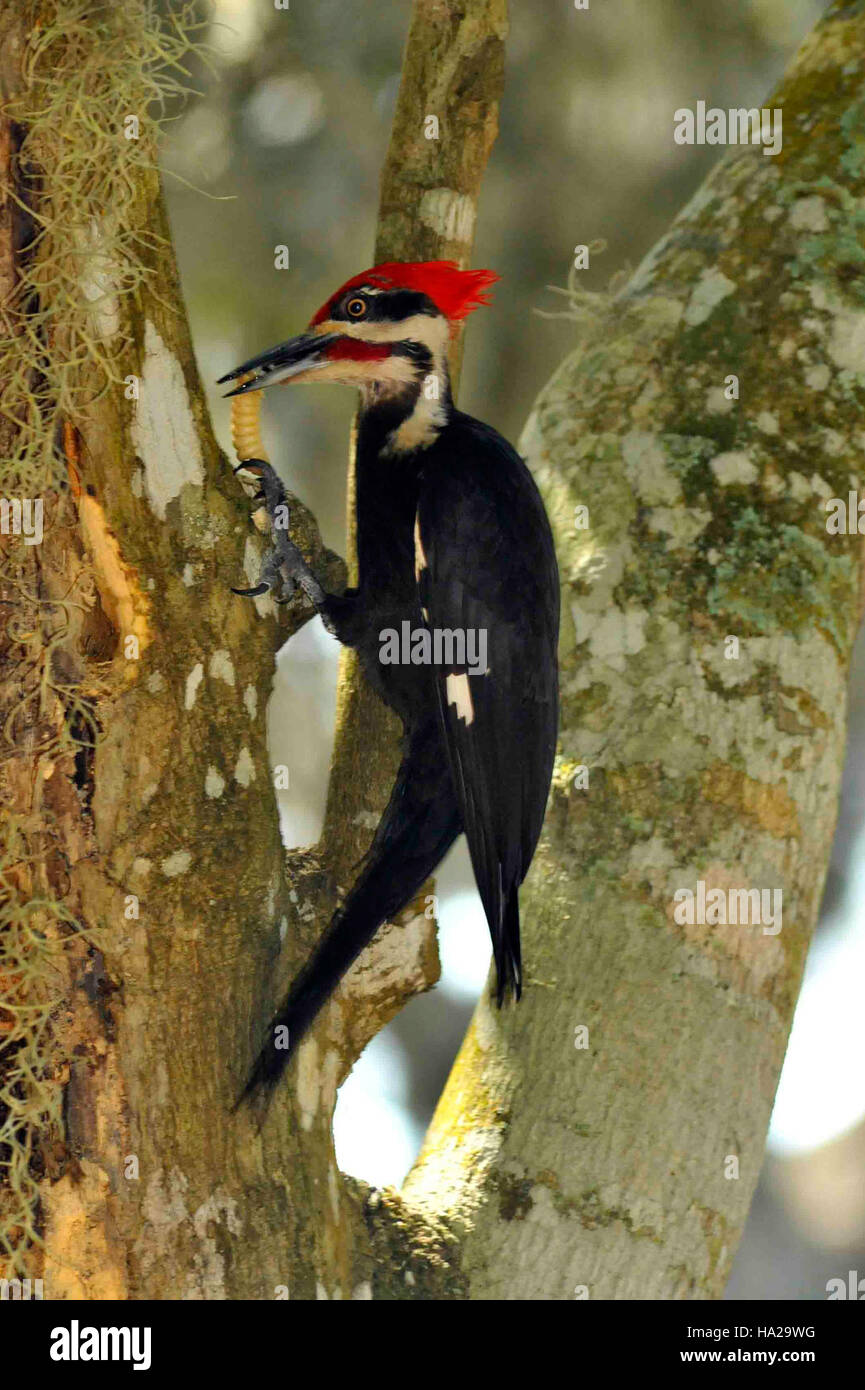 The Pileated Woodpecker, a large forest bird, is a prominent species in ...