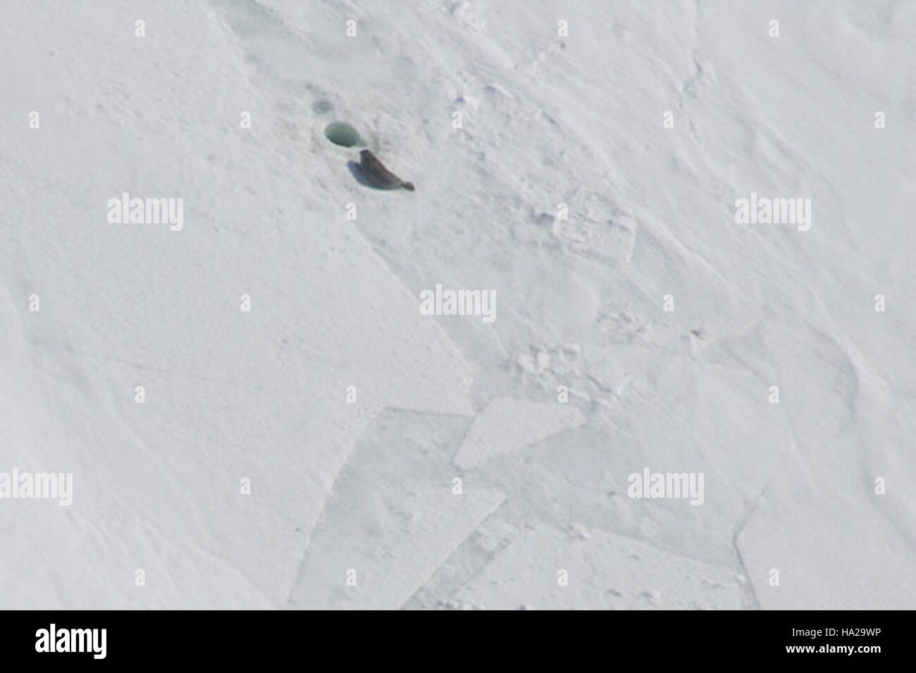 A seal spotted near a hole in the ice at the Bering Land Bridge ...