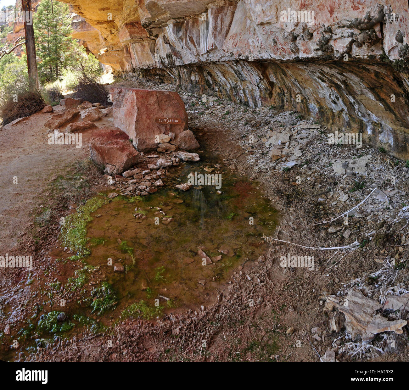 grand canyon nps 5899308182 Grand Canyon Cliff Springs (NR) 0192 Stock ...