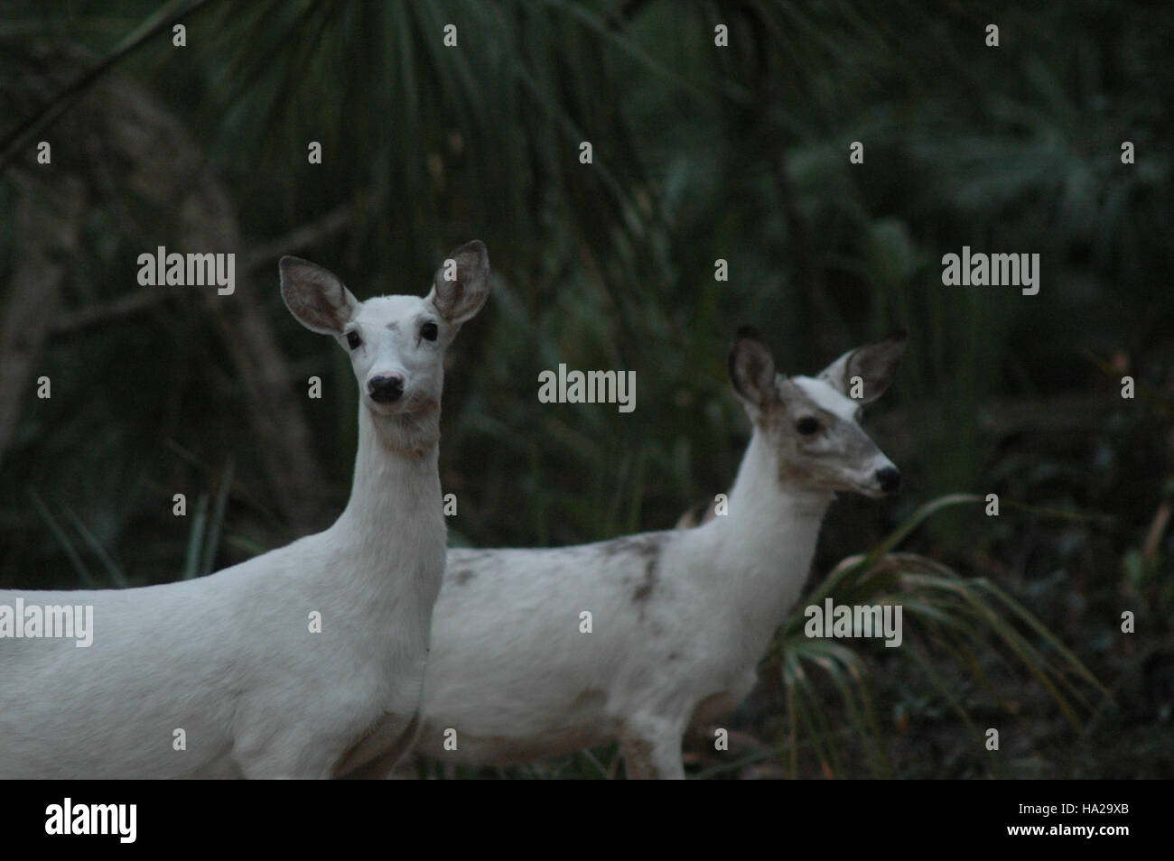 Piebald deer hi-res stock photography and images - Alamy