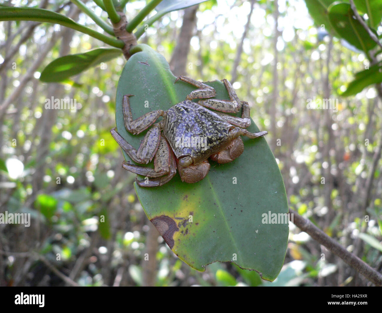 A Mangrove Tree Crab is featured in the Everglades National Park. These ...