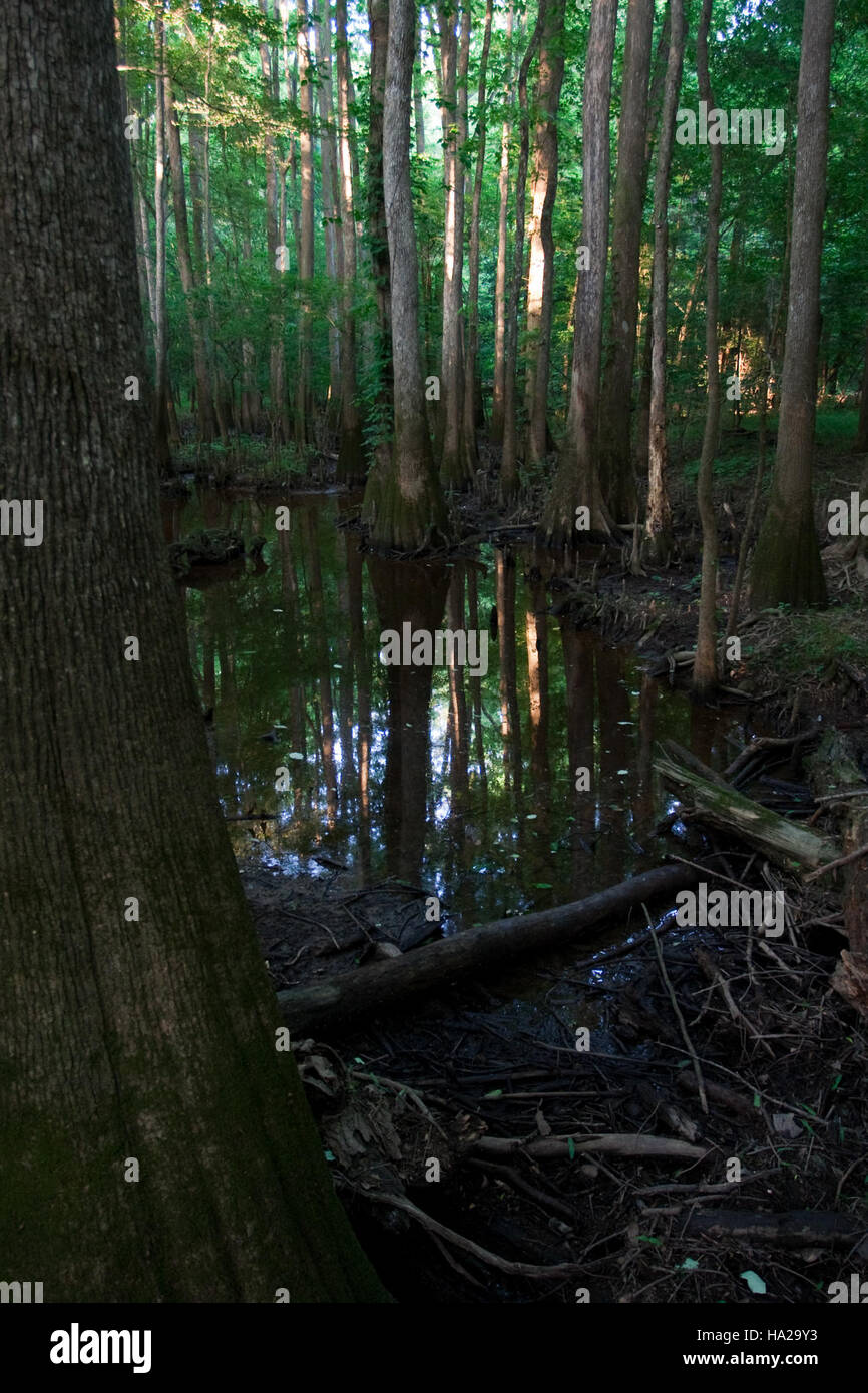 Congaree National Park, a UNESCO biosphere reserve, protects one of the ...