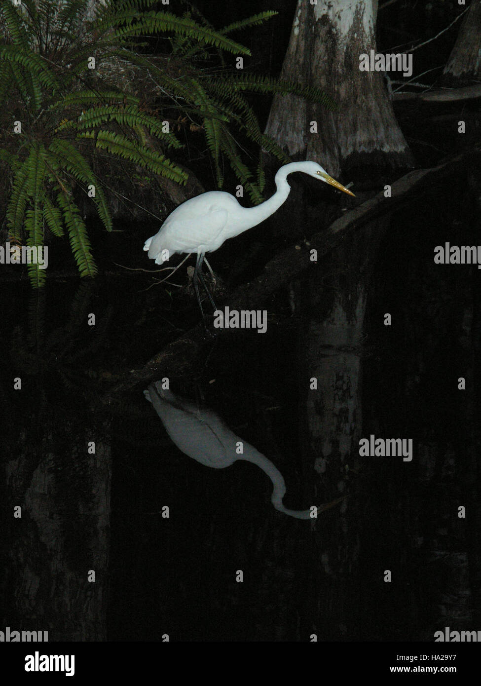 A photo of a Great White Egret captured in the Everglades National Park ...