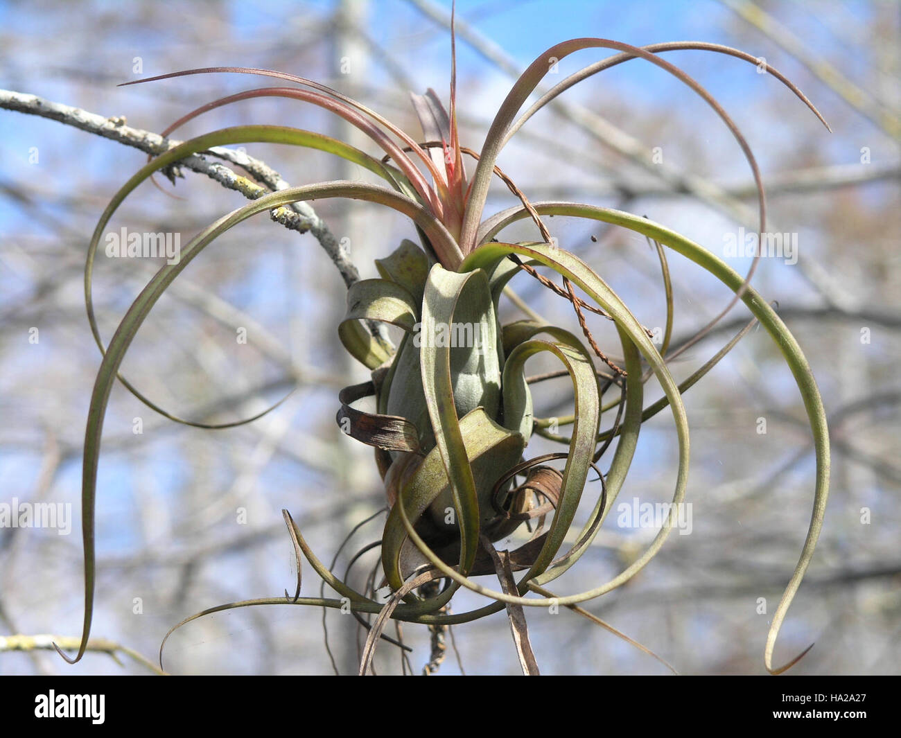 A photo of an air plant bromeliad from the Everglades National Park ...