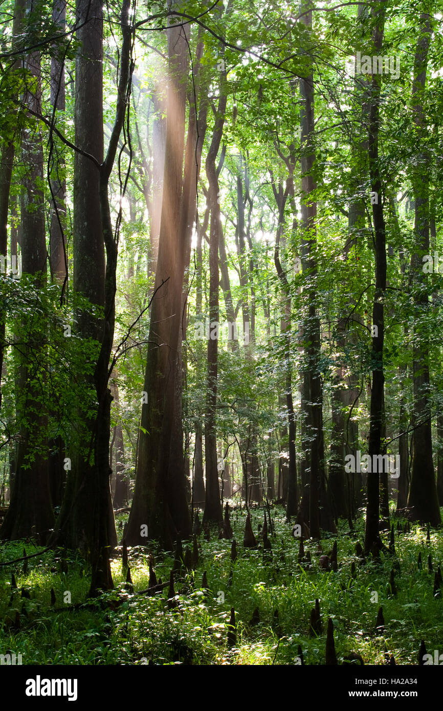 Congaree National Park is a protected forest ecosystem, home to diverse ...