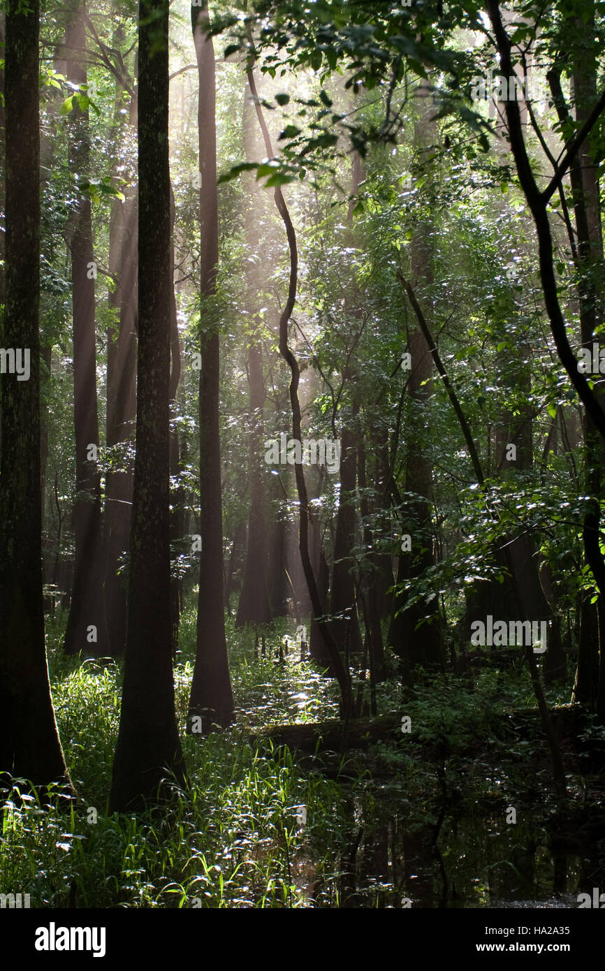 Congaree National Park in South Carolina is a prime example of a ...