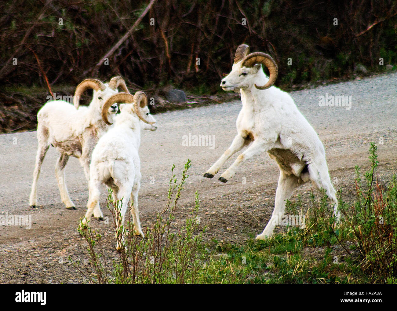 The image features Dall Sheep Rams in Denali National Park ...