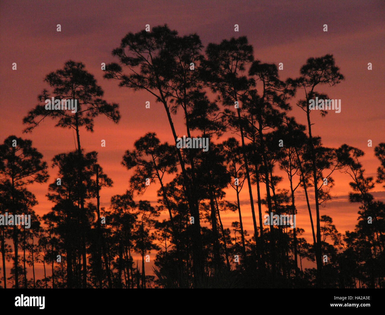 A beautiful sunrise over the Pinelands in Everglades National Park ...