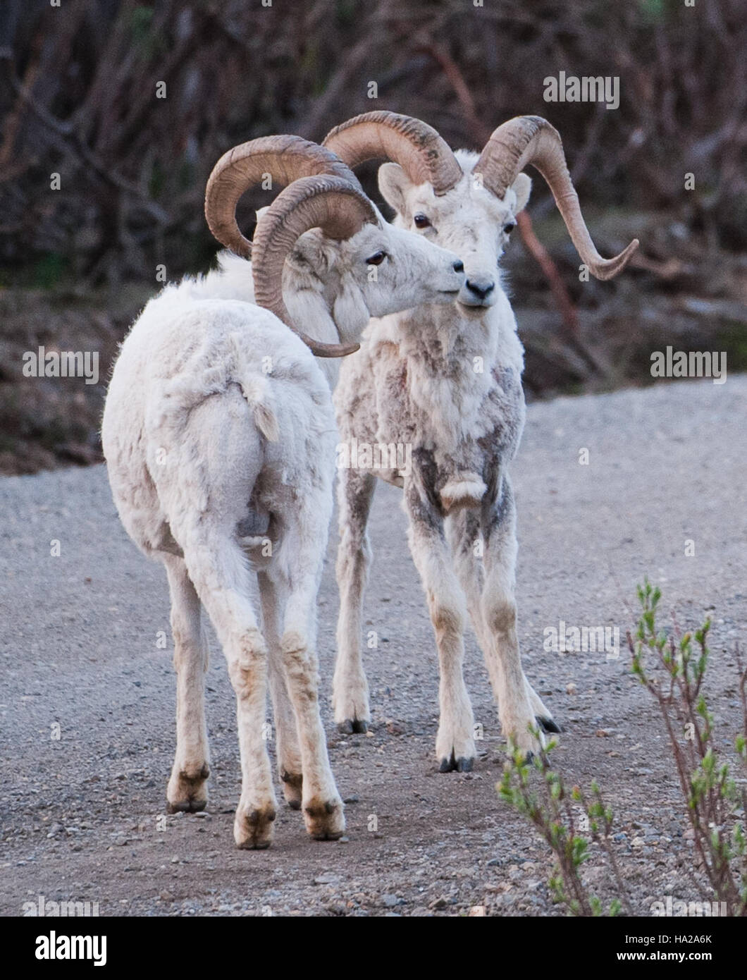 Dall sheep are a species native to Alaska, commonly found in Denali ...