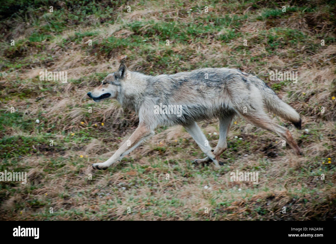 A wolf is seen in motion in Denali National Park, Alaska. This powerful ...