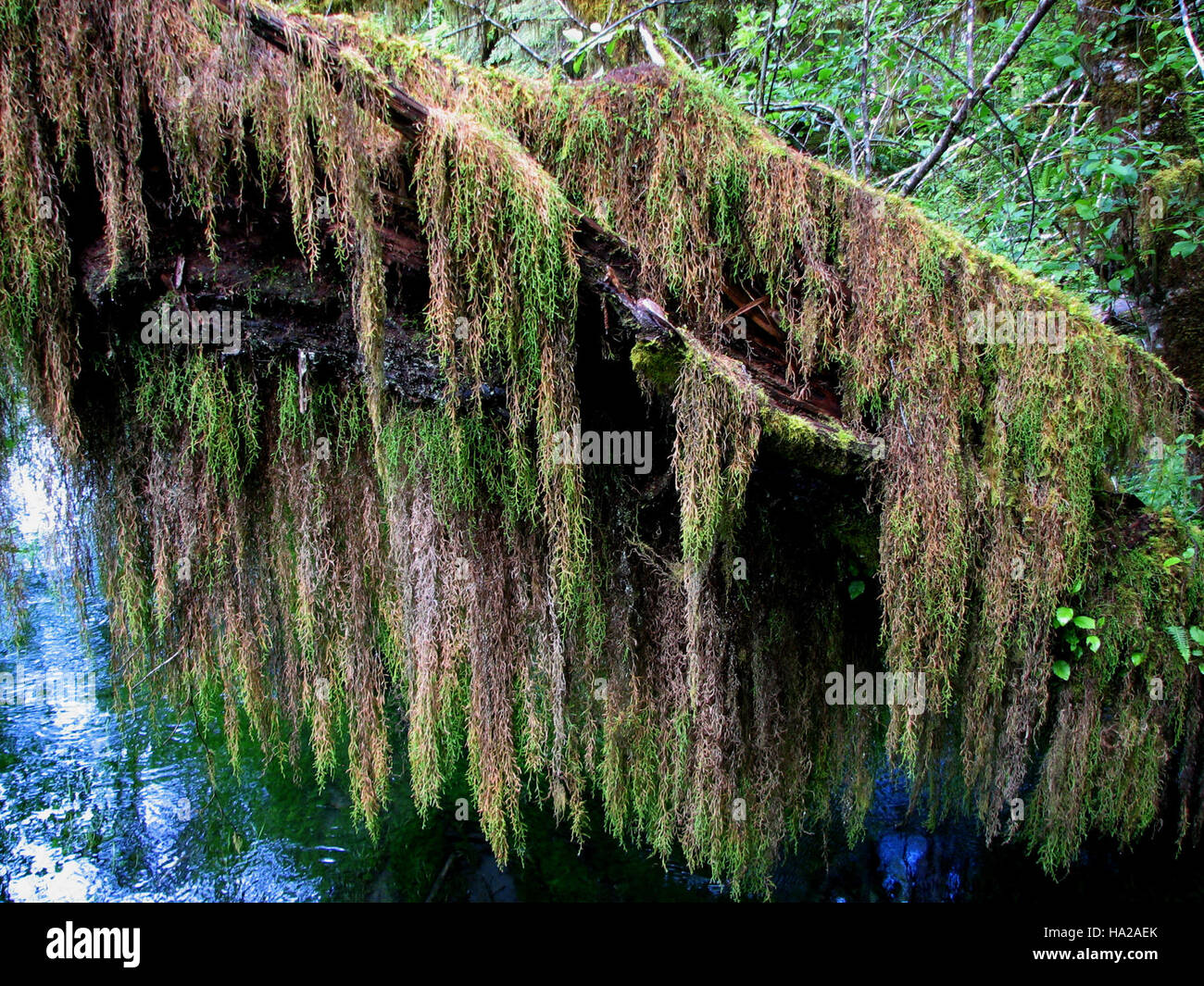 The Hoh Rainforest, located in Olympic National Park, is one of the ...