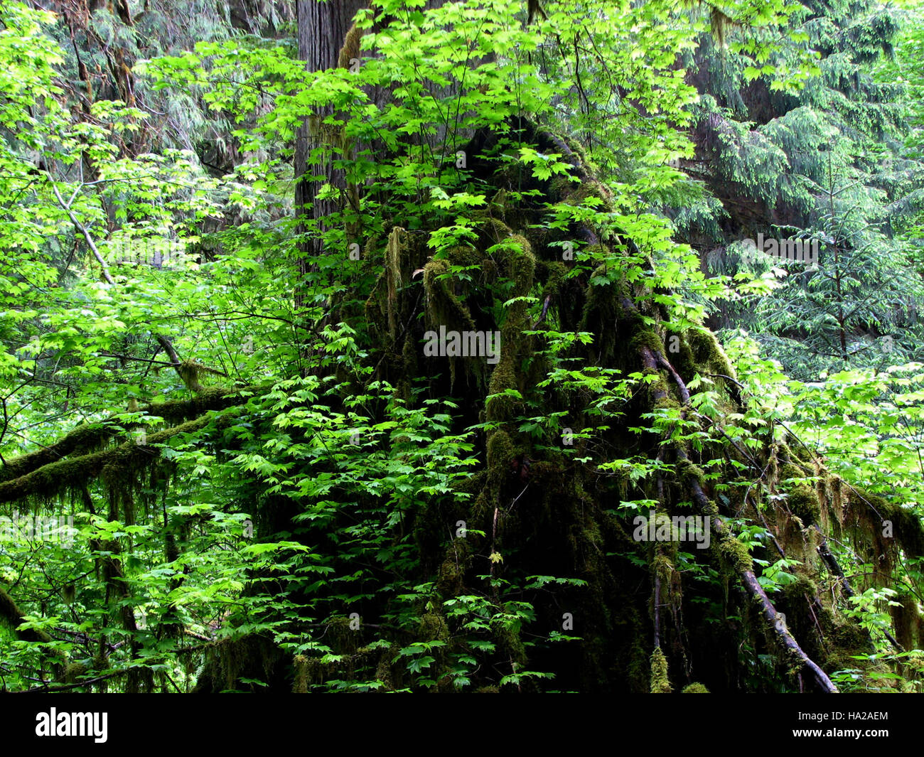The Hoh Rainforest in Olympic National Park is a lush, temperate ...