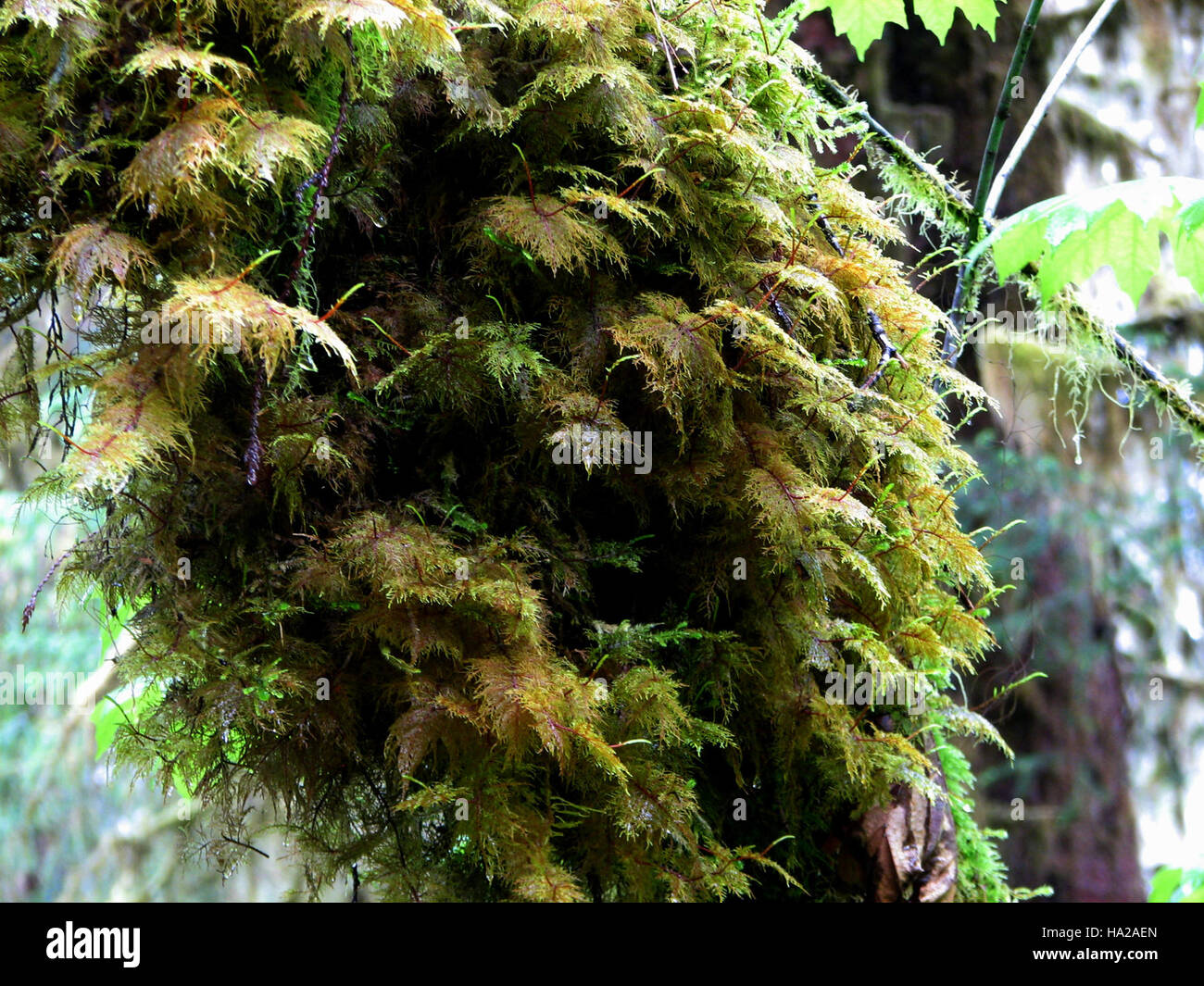 The Hoh Rainforest in Olympic National Park is a lush temperate ...