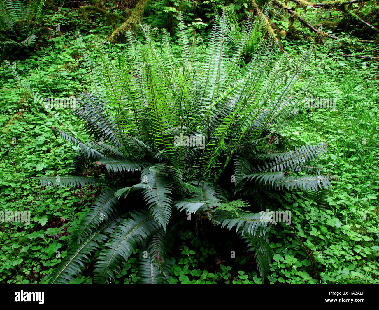 The Hoh Rainforest in Olympic National Park is a unique ecosystem that ...