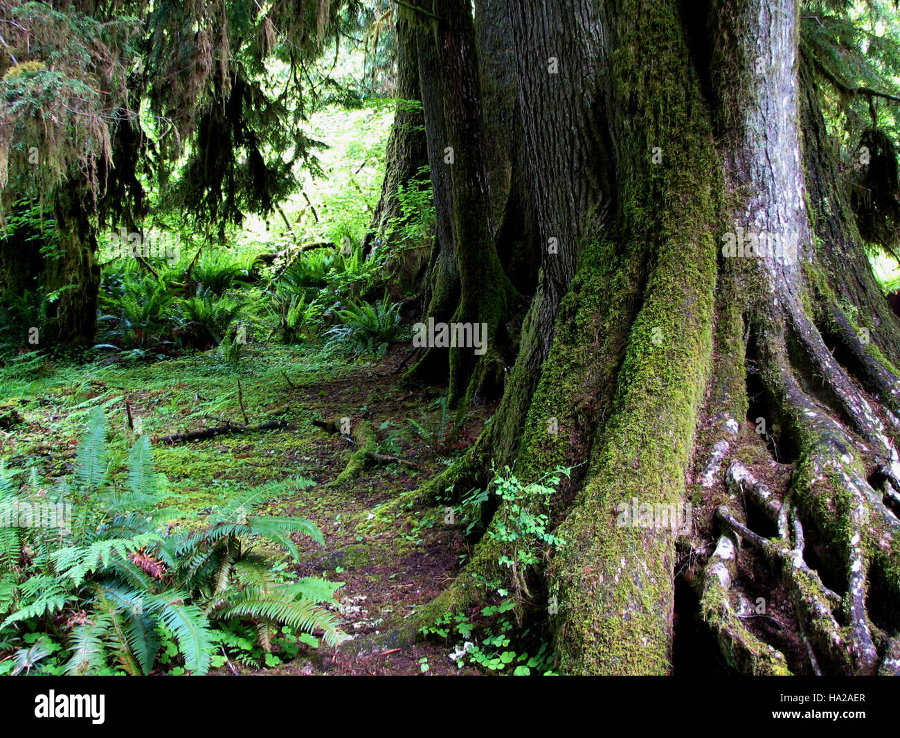 The Hoh Rainforest in Olympic National Park is a biodiversity hotspot ...
