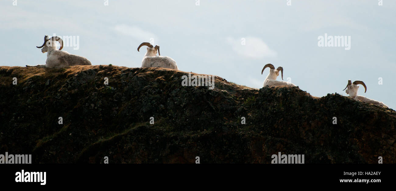 Rams at Rest, captured in Denali National Park, depicts wild rams resting in the serene, rugged ...