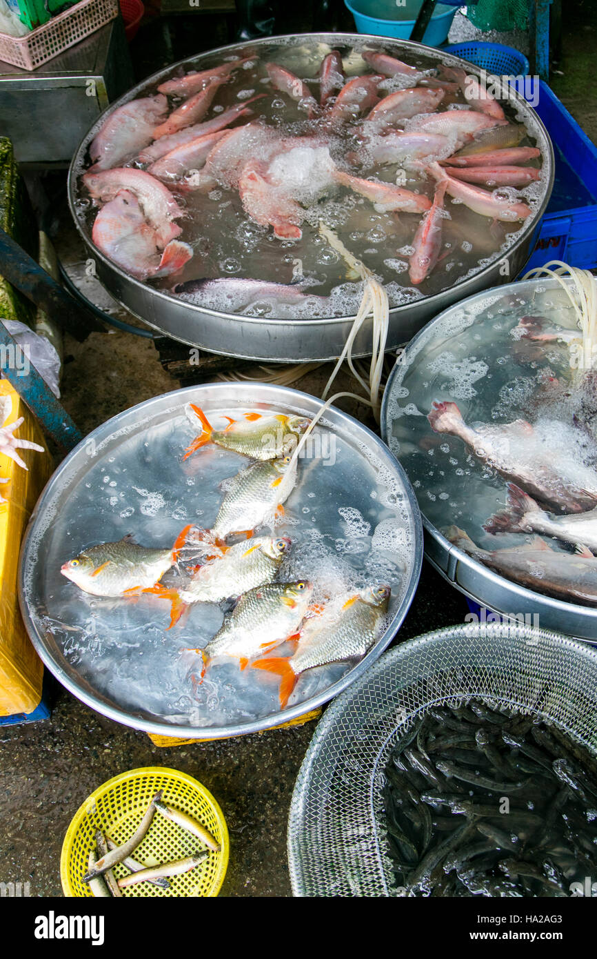 Sa dec fish hi-res stock photography and images - Alamy