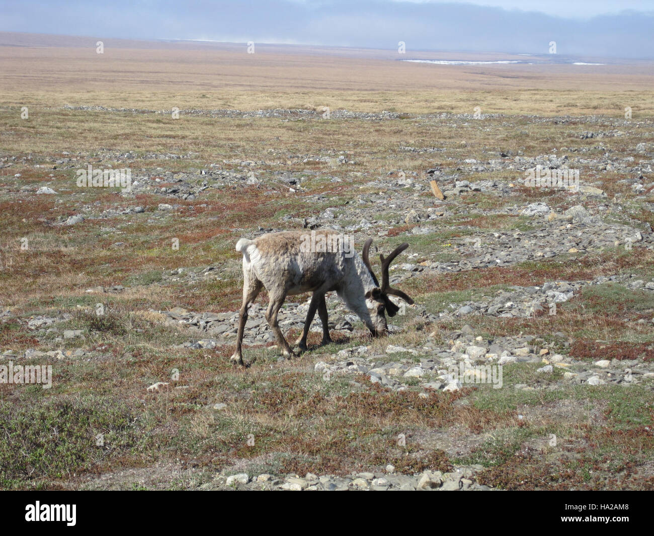Caribou roam the vast landscapes of the Bering Land Bridge National ...