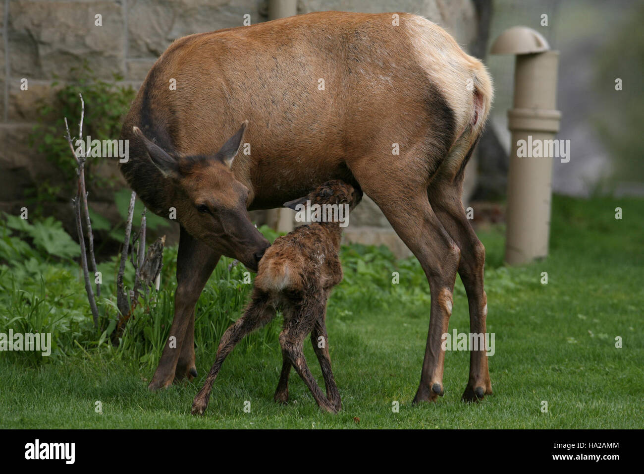 A cow and calf elk are seen in Yellowstone National Park, a species ...