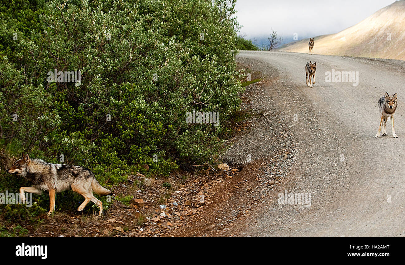 The wolf pack in Denali National Park plays a crucial role in ...