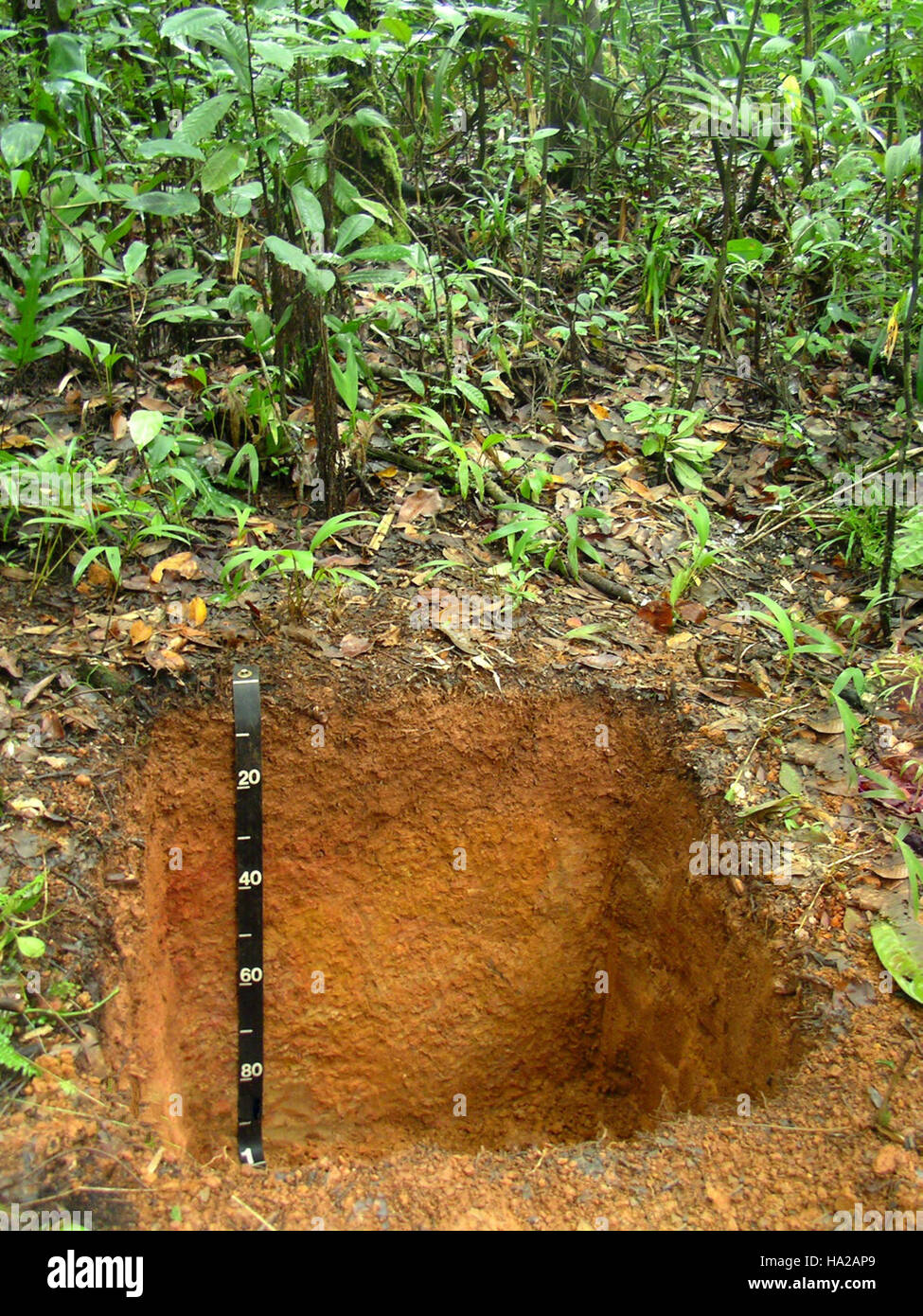 This image is part of a series documenting Aimeliik, a state in Palau ...