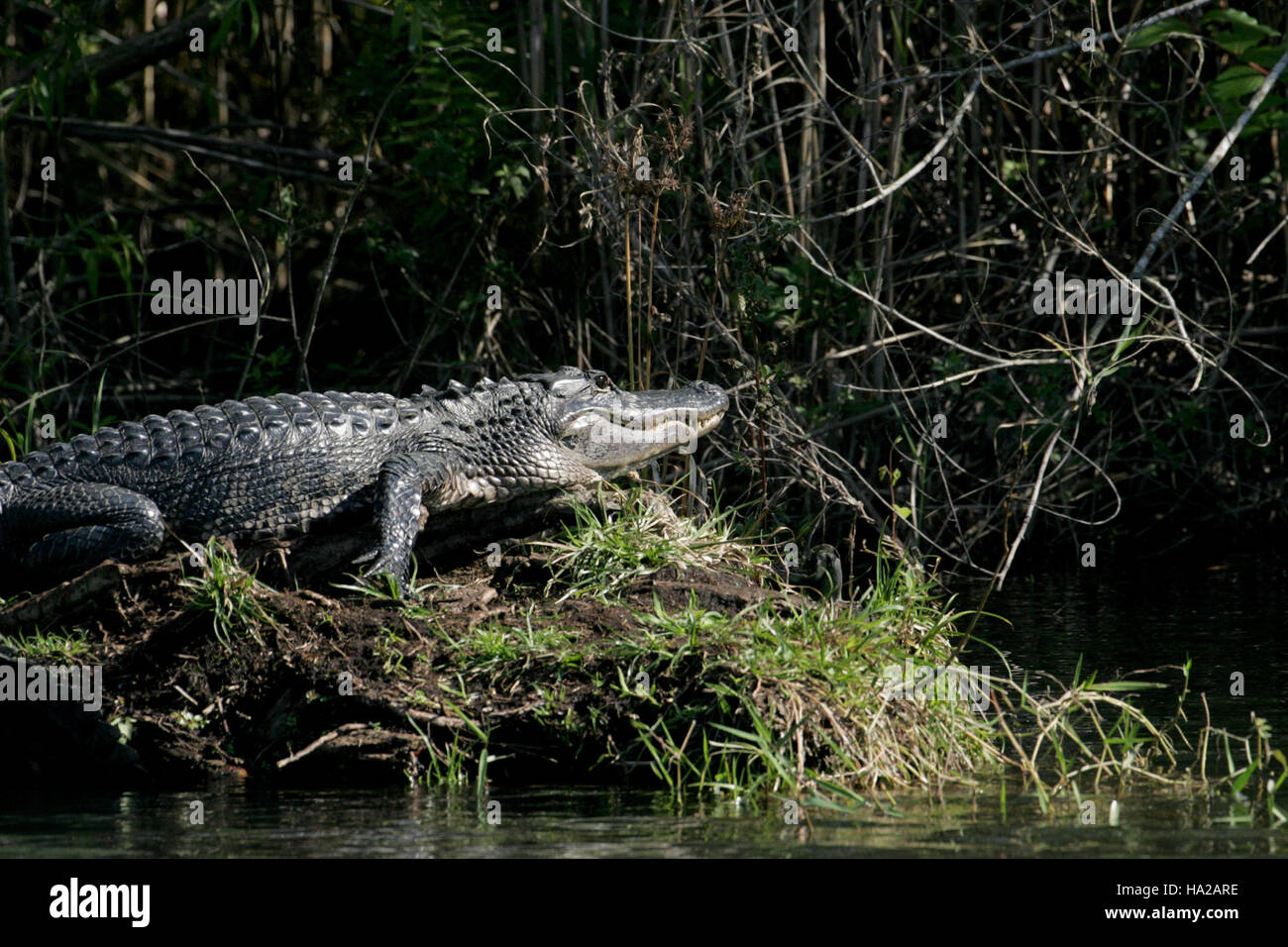 A photograph of an alligator taken at Everglades National Park ...