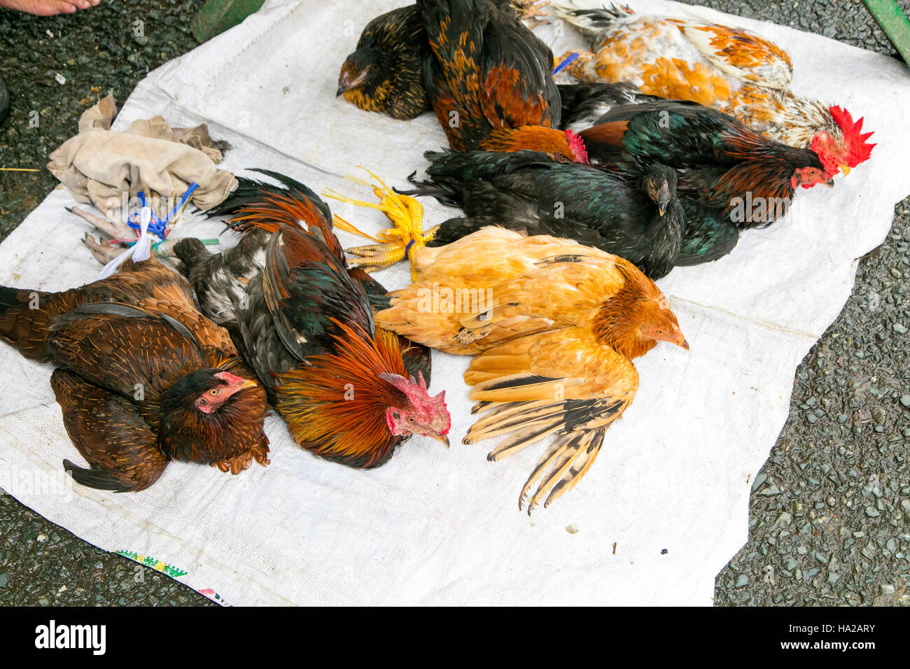 Market, Sa Dec, Mekong River, Vietnam, Asia Stock Photo - Alamy