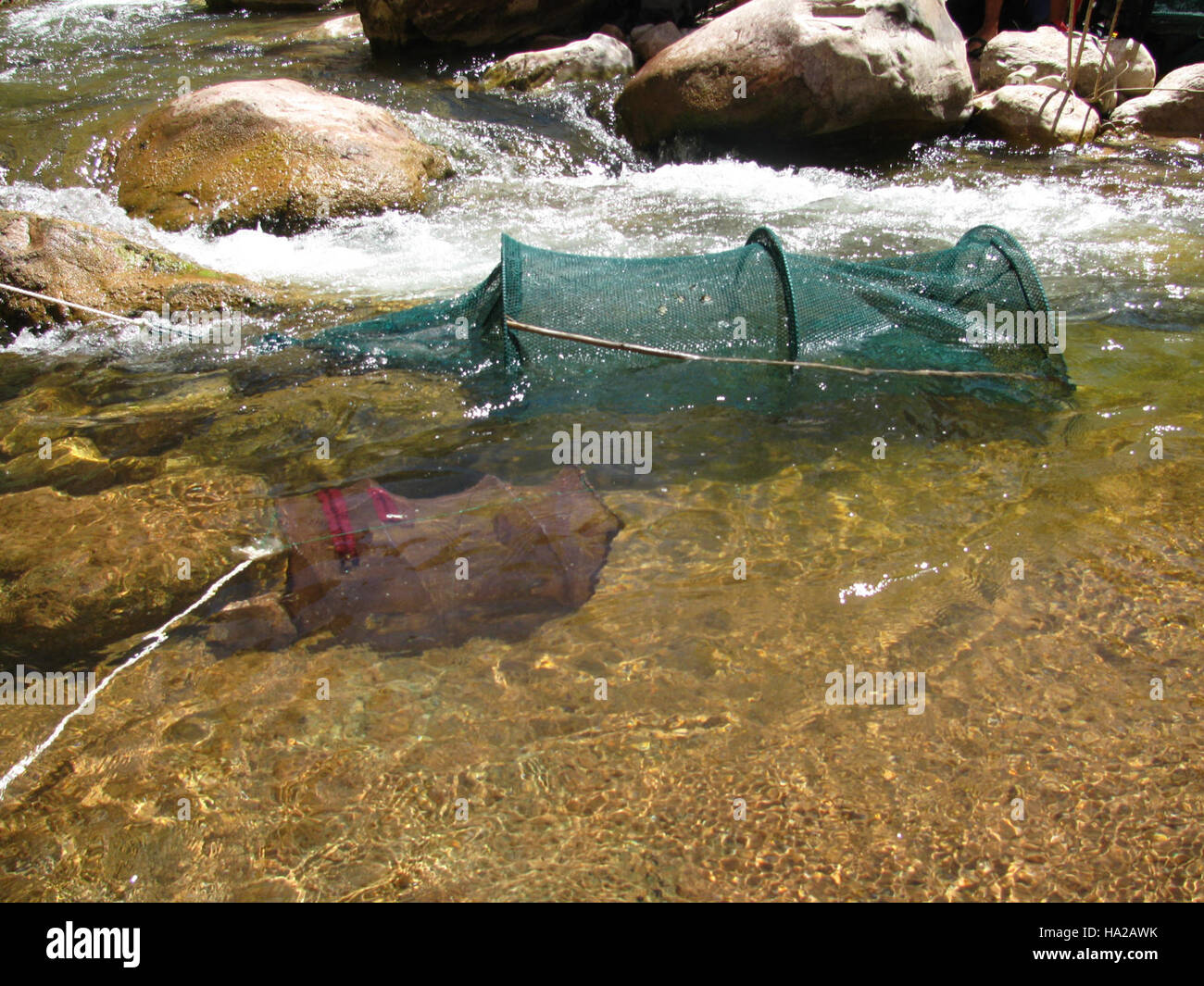 This image captures the translocation of *Humpback Chub* fish in ...