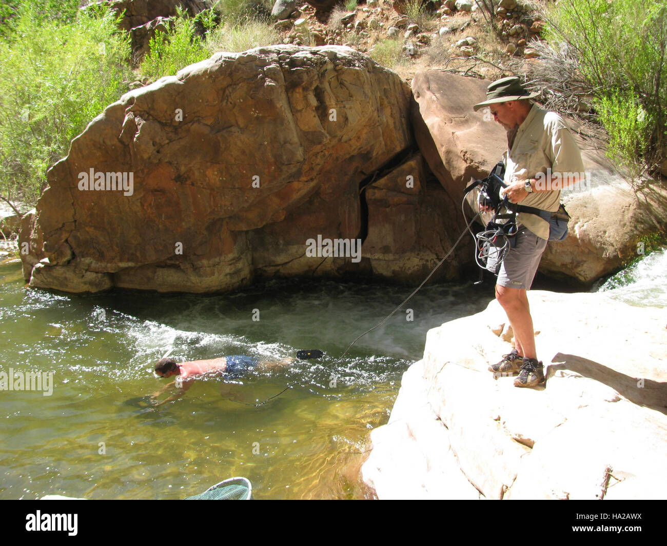 This image documents the translocation of the Humpback Chub, a rare and ...