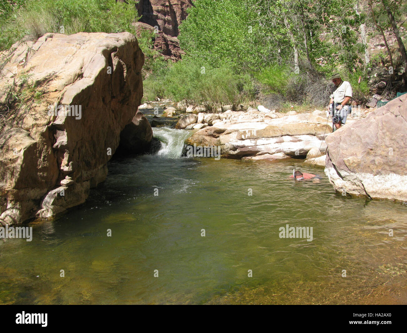 The Grand Canyon Humpback Chub Translocation project focuses on ...